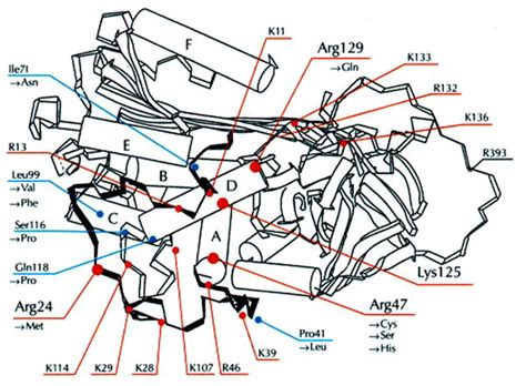 Biological Implications Of A 3 å Structure Of Dimeric Antithrombin Structure