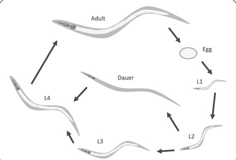 The C Elegans Lifecycle Eggs Hatch And Go Through Four Larval Stages