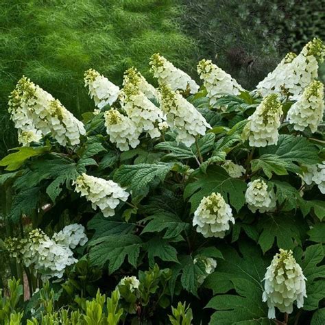 Oakleaf Hydrangea Care And 11 Varieties To Grow Birds And Blooms