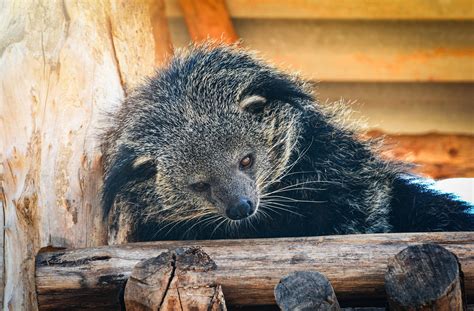 Close Up The Bearcat Or Arctictis Binturong Lying Sleeping Relax