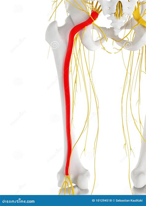 Le Nerf Sciatique Illustration Stock Illustration Du Masculin 101294518