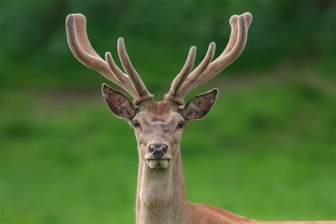 Deer Antler