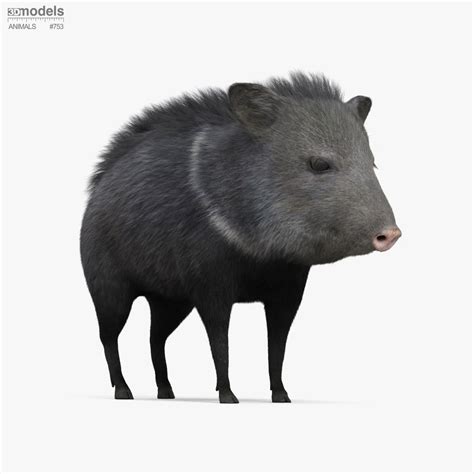 Collared Peccary 3d Model Download Mammals On
