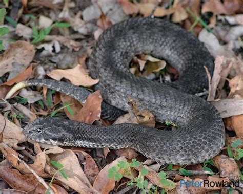 Common Death Adder Peter Rowland Photographer And Writer