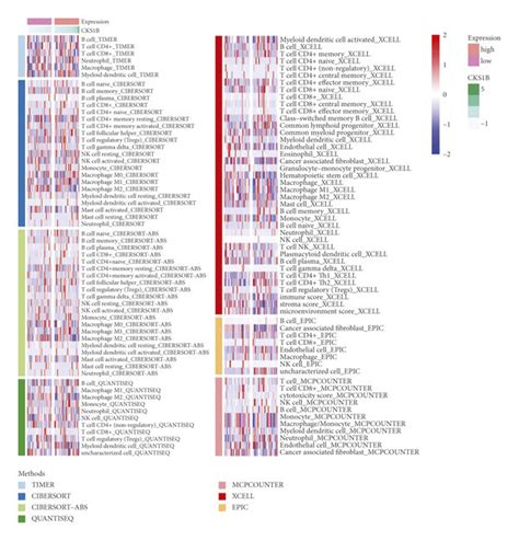 Heatmap For Immune Infiltration Based On Cell Type Identification By