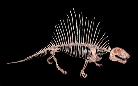 Dimetrodon Had A Massive Back Sail—but It Wasnt A Dinosaur Extreme