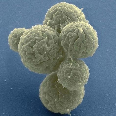 Artificial Cells Demonstrate That Life Finds A Way David Rivera Kohr