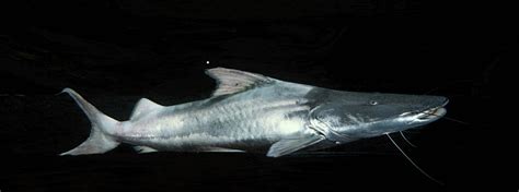 Scientists Confirm Dorado Catfish As Distance Champion Of Freshwater