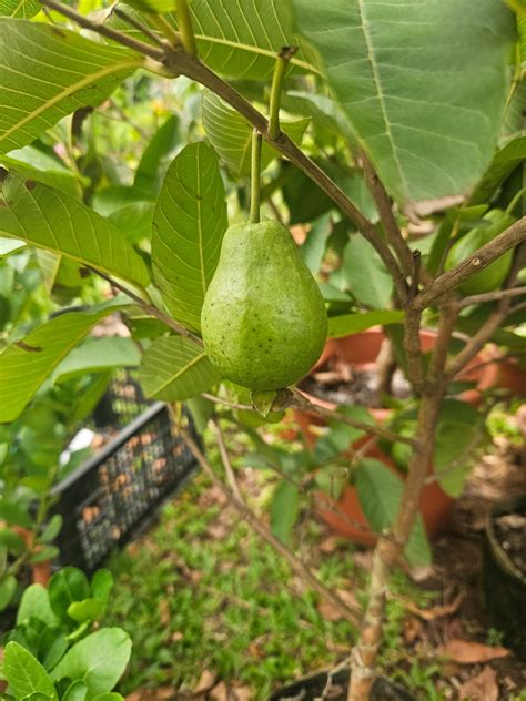 Taiwan Pear Guava Aum Garden