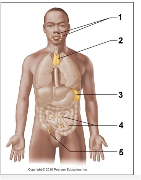 Lab Exam 2 Diagram Quizlet
