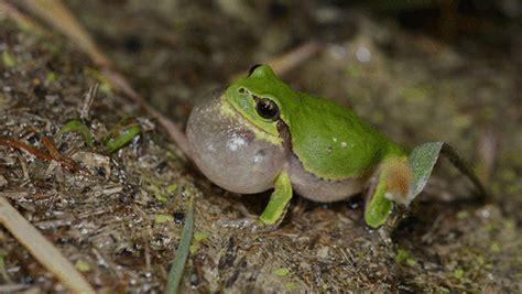 Japanese Tree Frog Hyla Japonica · Inaturalist