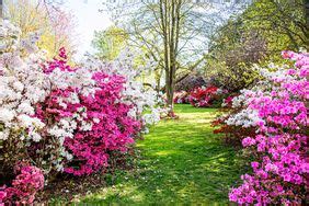 How To Grow And Care For Azaleas
