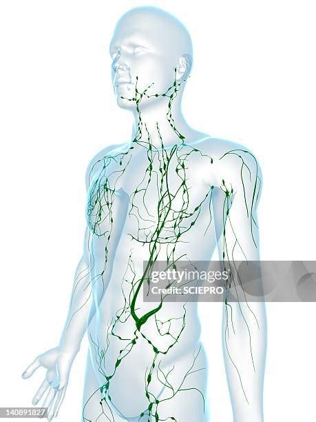 The Lymphatic System Photos And Premium High Res Pictures Getty Images