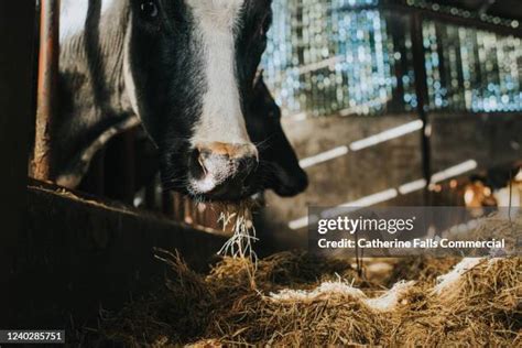 Cow Eating Silage Photos And Premium High Res Pictures Getty Images