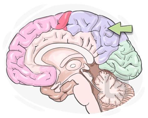 Definition And Meaning Of Parietal Cortex Langeek