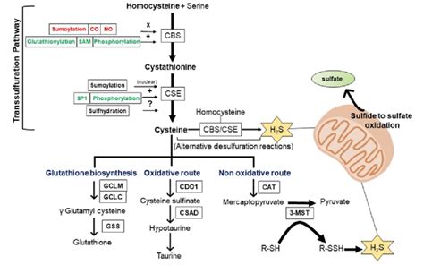 Overview Of Transsulfuration Pathway And Its Regulators The