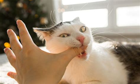 Just Like Windows Linux Targeted By First Ever Bootkit C