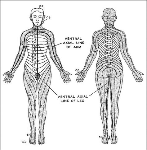 Conflicting Dermatome Maps Educational And Clinical Implications