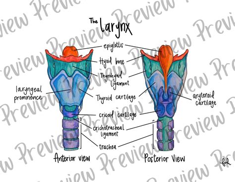 Larynx Diagram Digital Download Anterior And Posterior Views Etsy