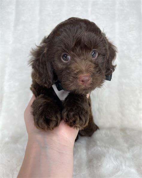 Prestige Cavoodles Prestigecavoodlesbrisbane • Instagram Photos