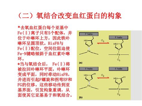 Ppt 第 6 章 蛋白质结构与功能的关系 Powerpoint Presentation Id5673849