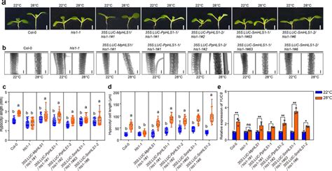 Thermomorphogenesis Phenotypes In Complementation Lines A Download