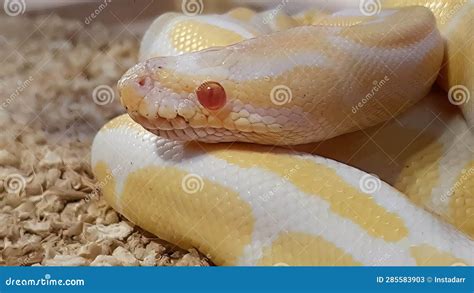 Close Up An Albino Ball Python In Yellow White Color With Stay Still Motion Red Eyes Young