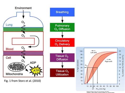 Hemoglobin Lab Presentationpptx