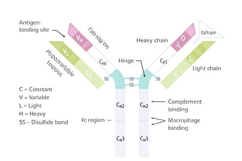 U0102018 Antibody Structure And Function