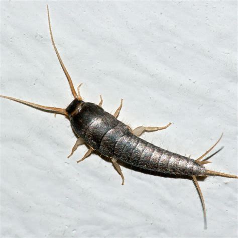 Silverfish Pest Control Pest Control Cheshire Pest In Peace