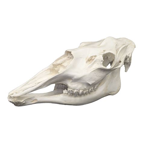 Moose Skeleton Anatomy