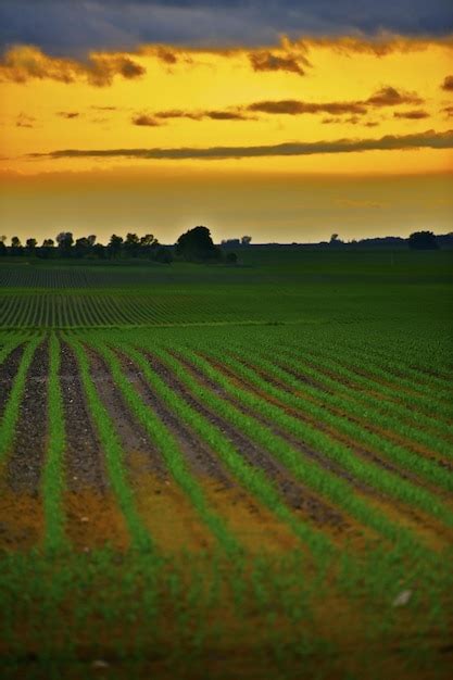 Premium Photo Corn Fields