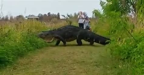 Watch This Gigantic 800 Pound Alligator Stroll Through A Nature Reserve