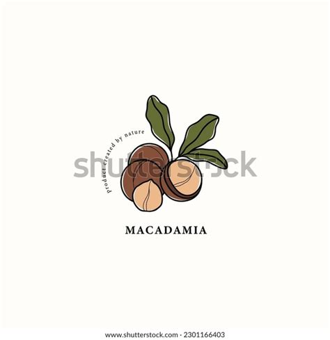 Line Art Macadamia Nut Drawing Stock Vector Royalty Free 2301166403 Shutterstock