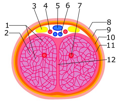 Corpus Cavernosum Of Clitoris Wikipedia