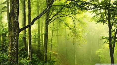 4k Nature Green Wallpapers Top Free 4k Nature Green Backgrounds