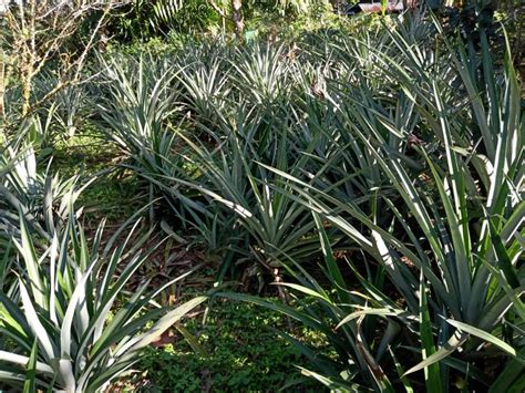 လိပ်သိုဒေသထွက် နာနတ်သီးများ ဆွတ်ခူးရောင်းချခြင်းဖြင့် မိသားစုအပိုဝင်င