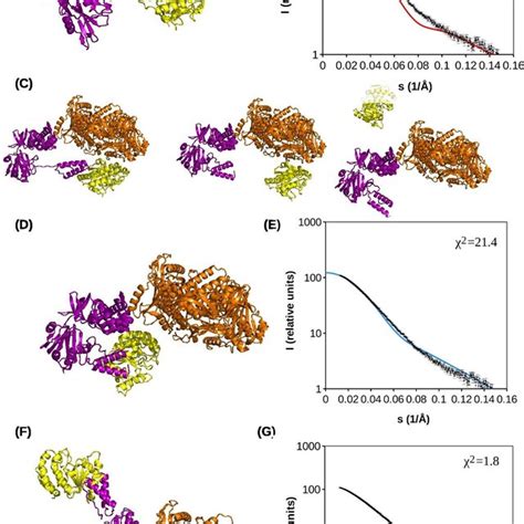 E9 Holoenzyme Models And Their Agreement With Saxs Data A Refined