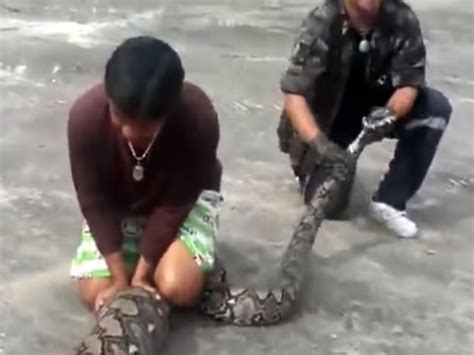 Video जिस बिल्ली को निगल गया था अजगर उसी को लोगों ने मार मार कर बाहर