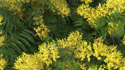 Copperpod Yellow Flame Tree With Flowers 3d Model 49 3ds Blend