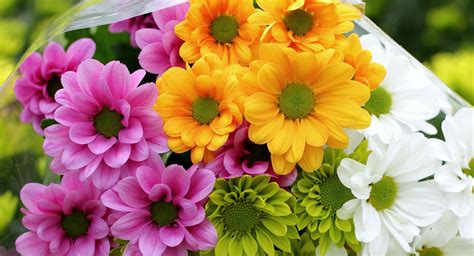 Makna Bunga Krisan Berdasarkan Klasifikasi Warna Hidup Impian