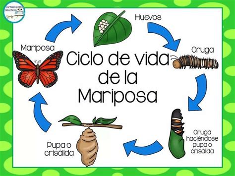 Metamorfosis Mariposa 1er Día De Clases Ciclo De Vida De La Mariposa