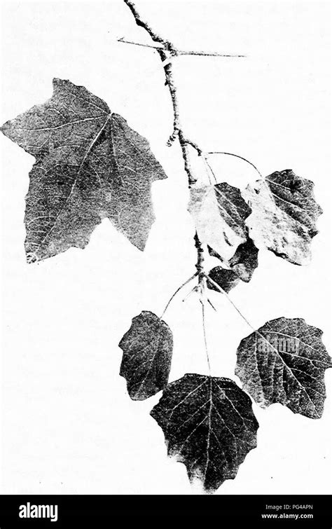 This Guide Offers An Accessible Approach To Identifying Native Trees Detailing Their Unique