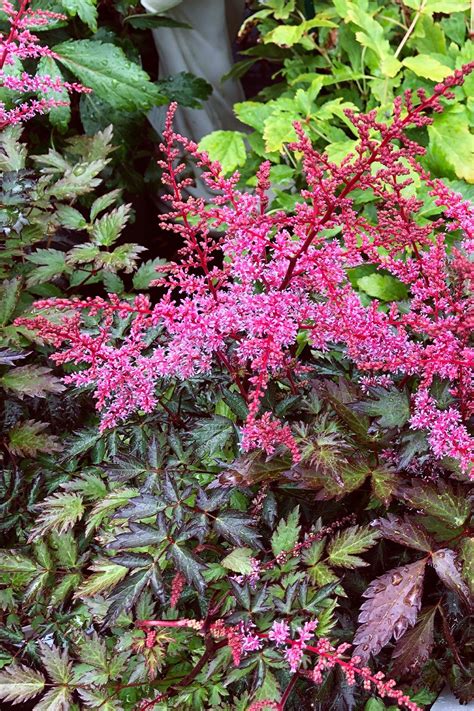 Astilbe Key West Garden Spaces Small Space Gardening Mini Garden