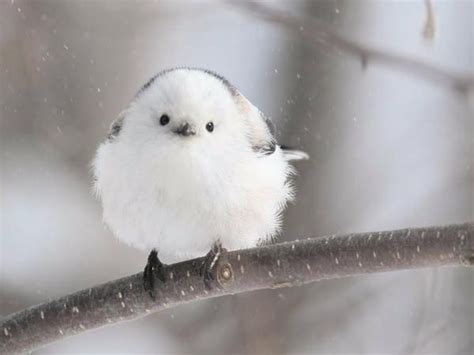 세상에서 가장 귀여운 한국 뱁새 애완용 새 짐승 예쁜 새들