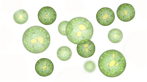 About Page Algae International