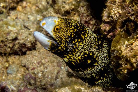 Snowflake Moray Eel Facts And Photographs Seaunseen