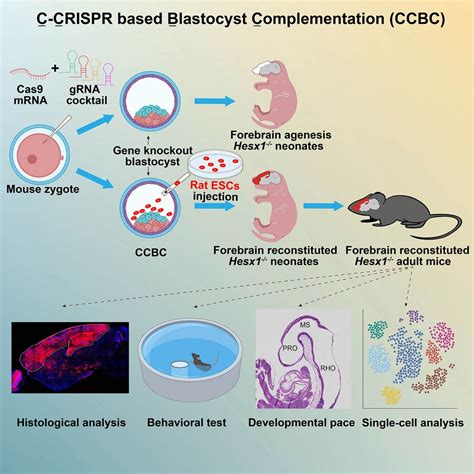 Crispr Stem Cell Podcast