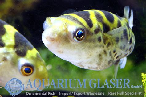 Dichotomyctere Fluviatilis Formerly Tetraodon Fluviatilis Aquarium