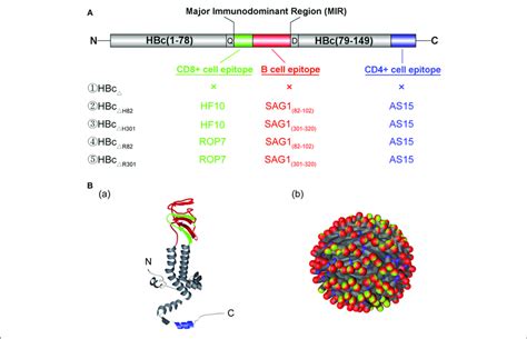 Structure Of The Chimeric Hbc Virus Like Particles Vlps A Gene
